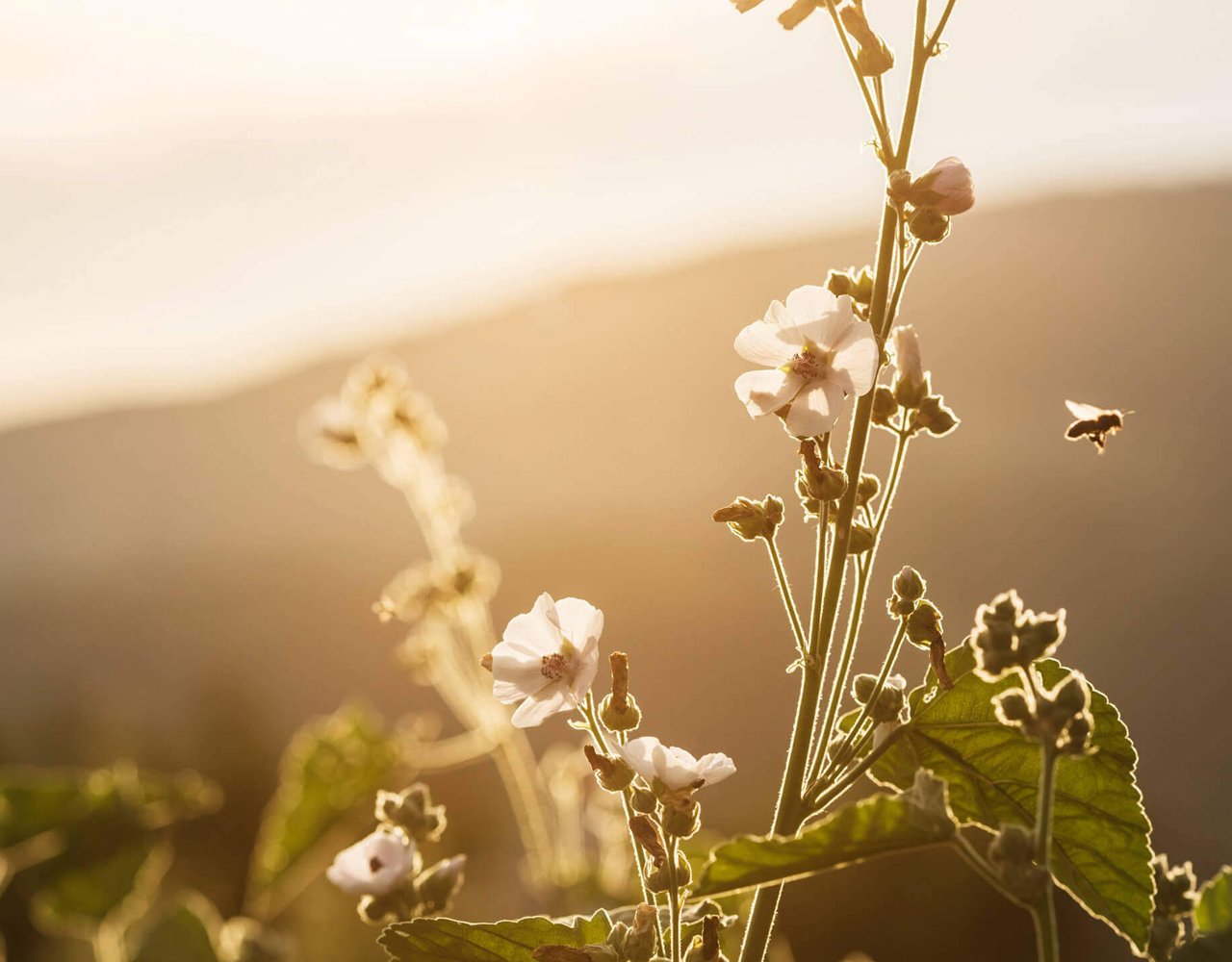 Marshmallow – Meow Meow Tweet